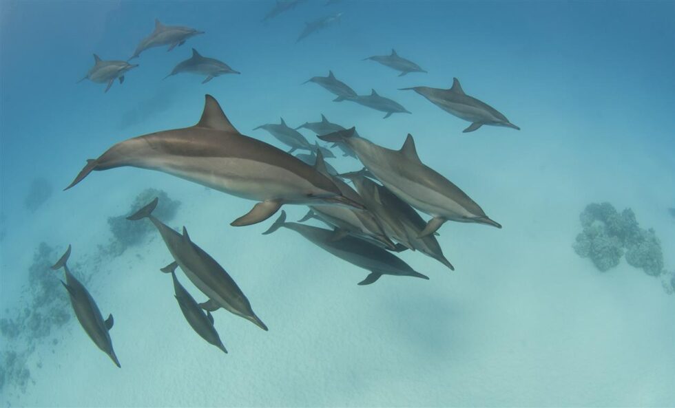 About us | Intelligent Ocean