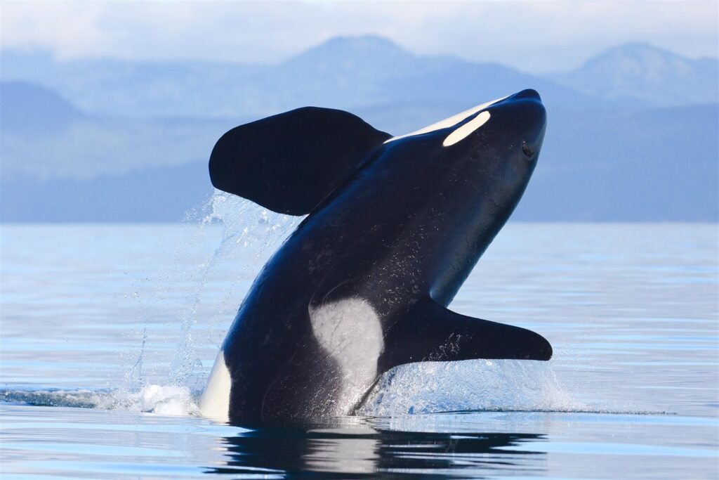 JNCC MMO eLearning | Intelligent Ocean