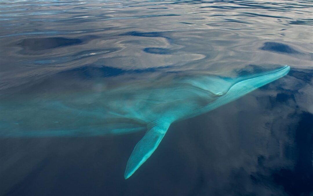 JNCC MMO eLearning | Intelligent Ocean